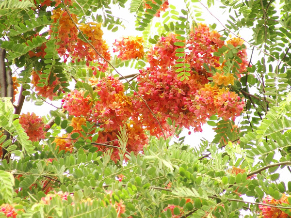 Rainbow Shower Tree | Project Noah