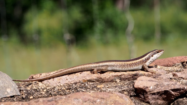 Eastern Striped Skink | Project Noah