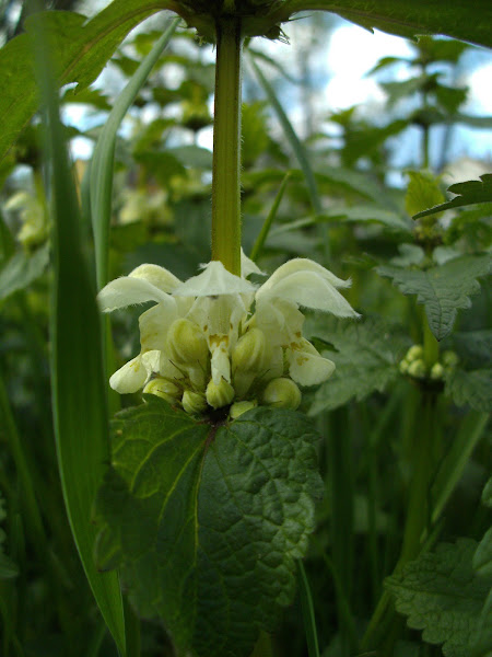 White Nettle | Project Noah