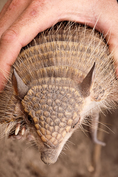 Screaming Hairy Armadillo | Project Noah