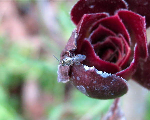 Sweat Bee | Project Noah