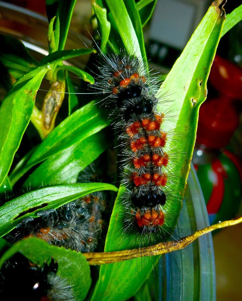 Saga of the Flag Moth - Part 4 | Project Noah
