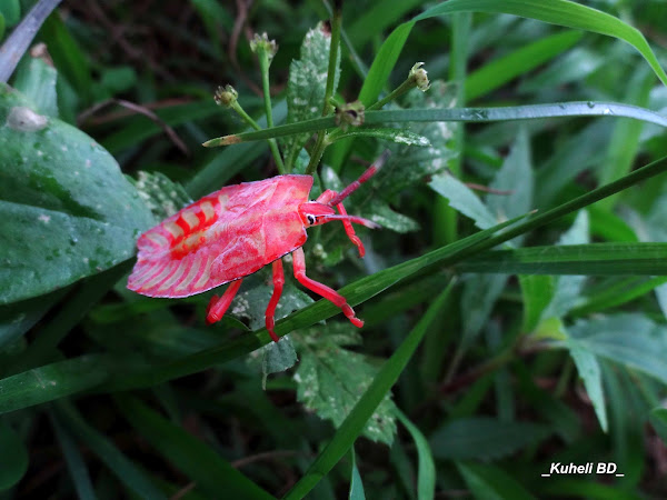 Giant Shield Bug Nymph | Project Noah
