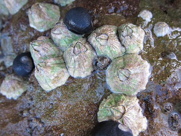 Rose-coloured Barnacle | Project Noah