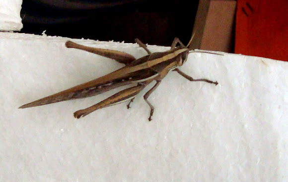 Saltamonte | Project Noah