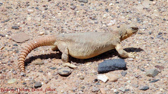 Egyptian Dabb Lizard | Project Noah