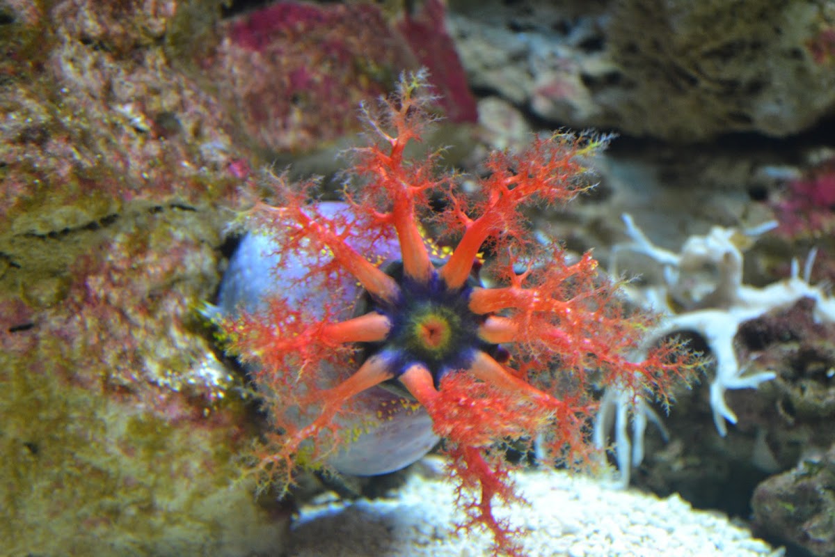 Sea apple | Project Noah