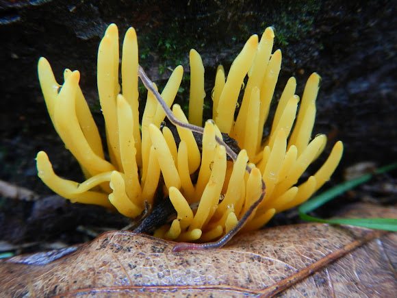 Club Fungus | Project Noah