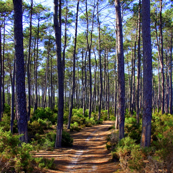 Mata Nacional de Leiria' Biodiversity (Portugal) | Project Noah