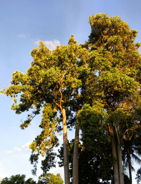 Devil tree, milkwood, white cheesewood, pulai | Project Noah