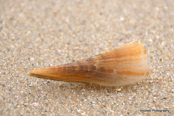 Amber Pen Shell | Project Noah