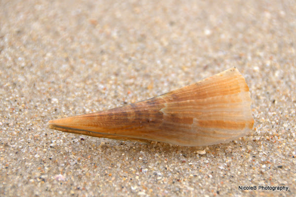 Amber Pen Shell | Project Noah