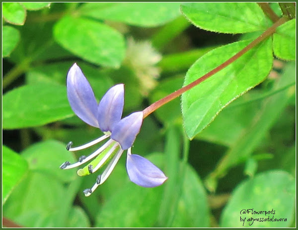 Fringed Spider Flower | Project Noah