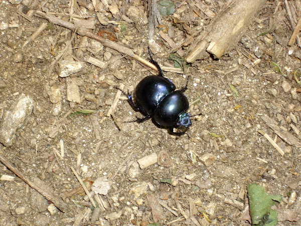 Dung beetle | Project Noah