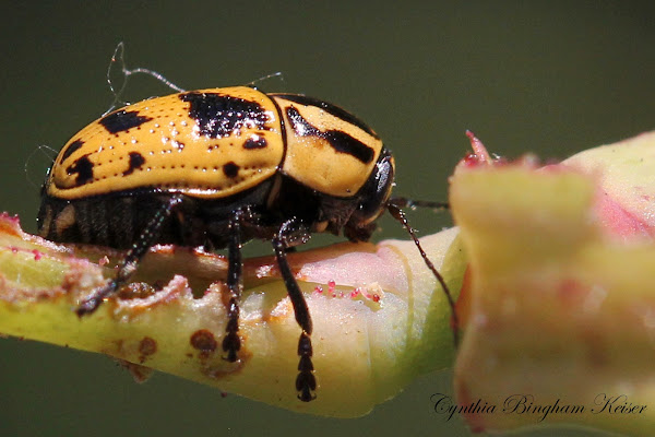 Case-bearing Leaf Beetle | Project Noah