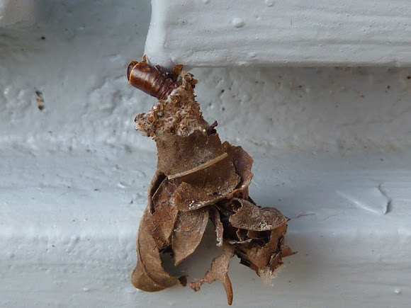 Mobile Bagworm larvae | Project Noah