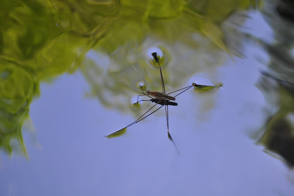 Water Spider | Project Noah