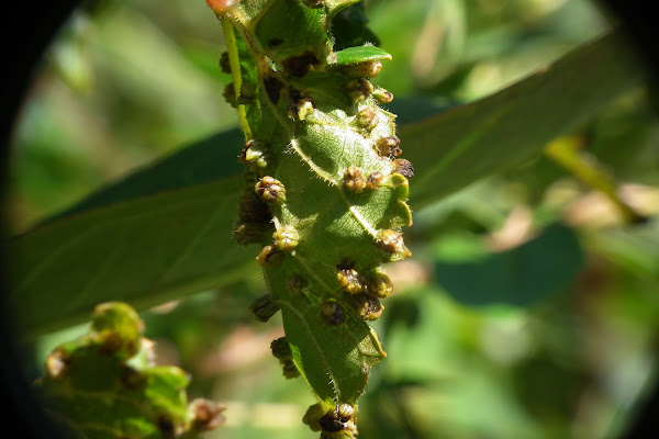 Insect gall on grape leaf | Project Noah