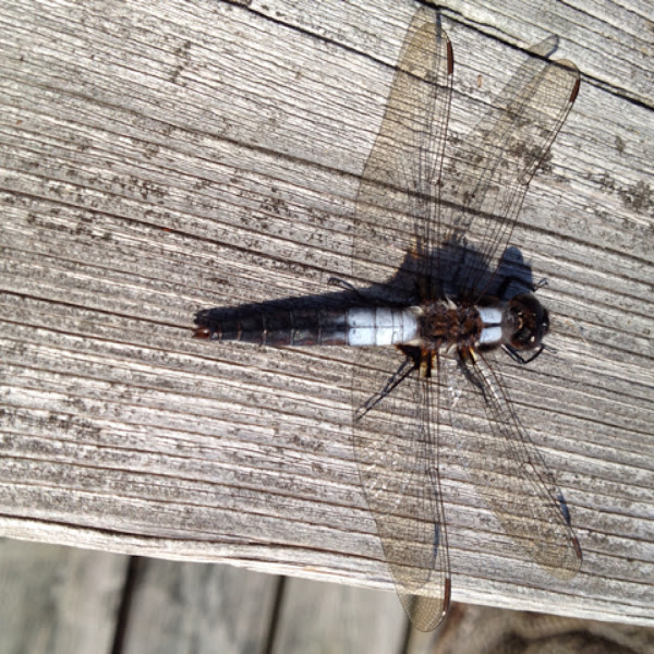 Chalk-fronted Corporal (male) | Project Noah