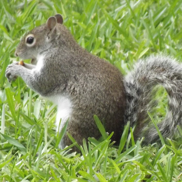 Rodents of Central Mexico | Project Noah