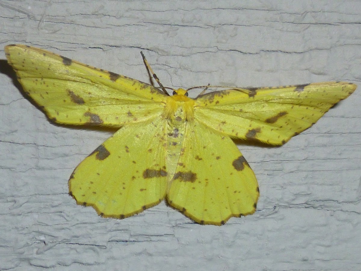 Geometer Moth | Project Noah