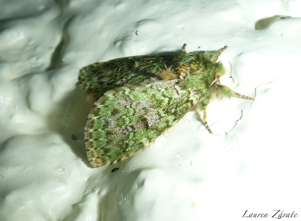 Moss Mimic Moth | Project Noah