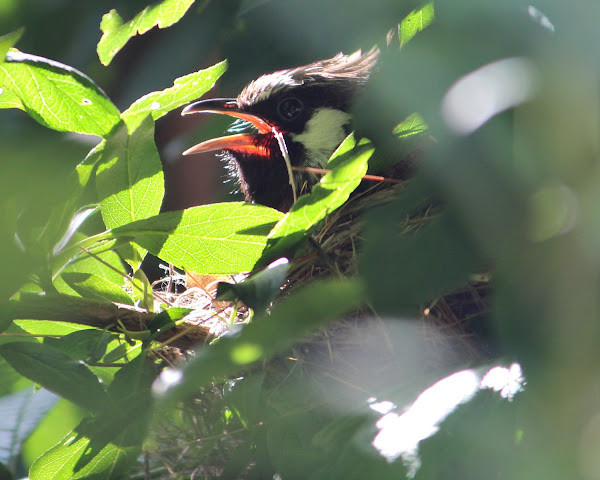 White cheeked bulbul | Project Noah