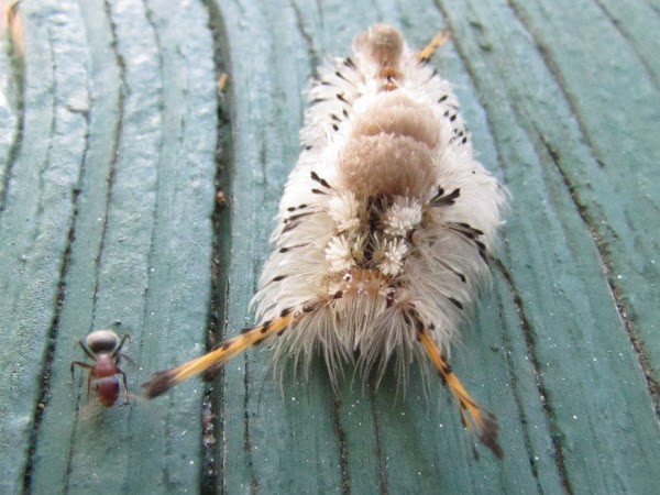 Southern Tussock Moth | Project Noah
