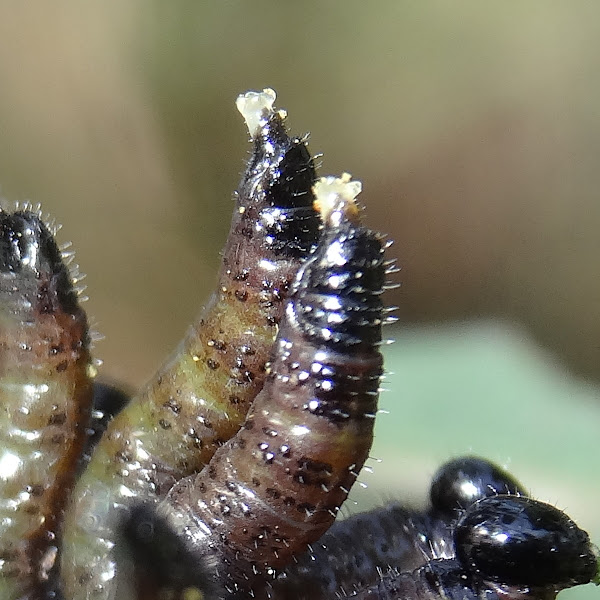 Sawfly larvae | Project Noah