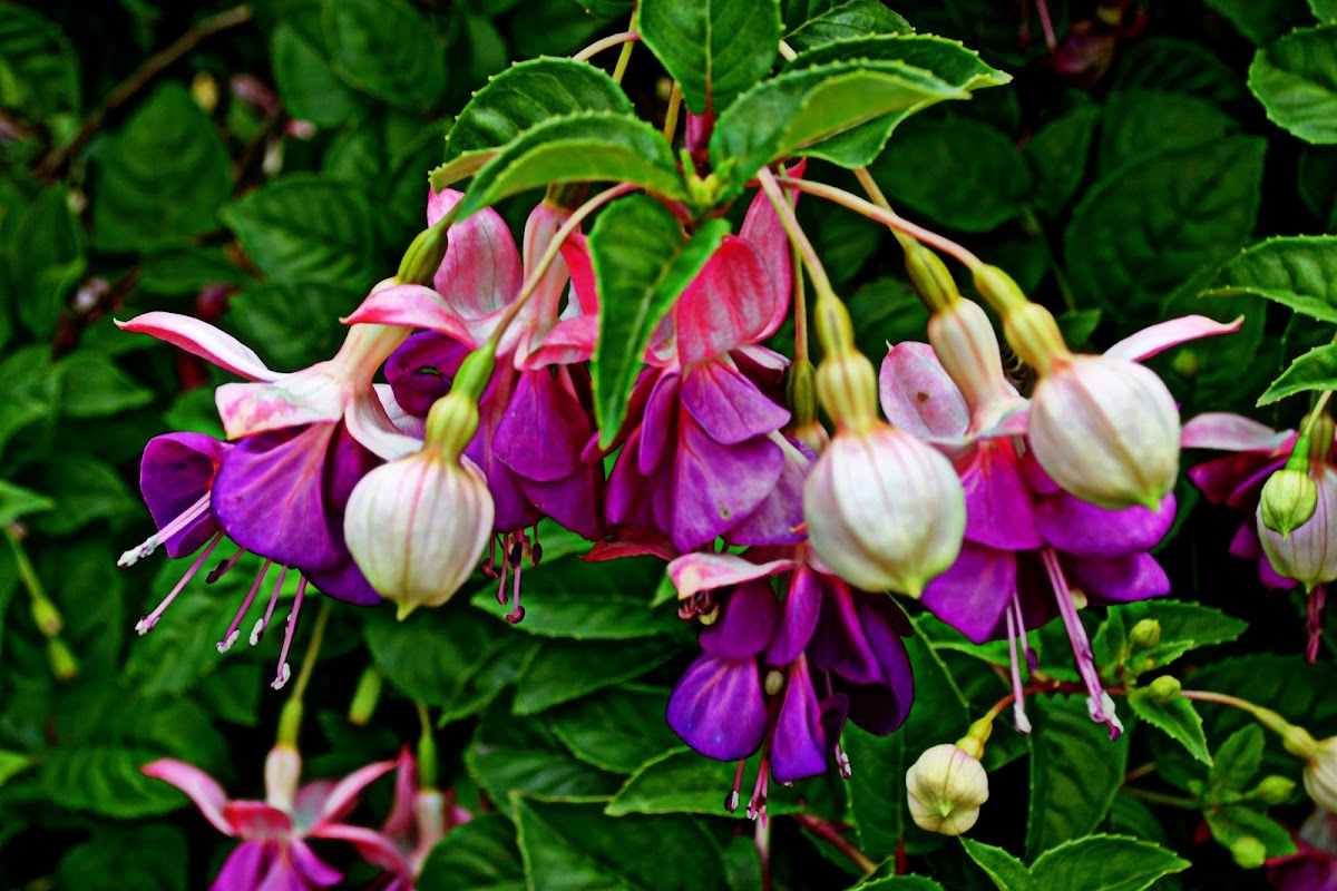 Zarcillejo | Project Noah