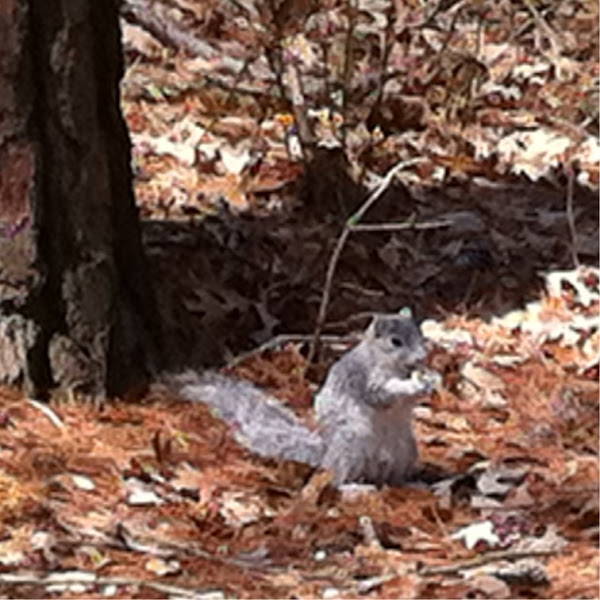 Delmarva Fox Squirrel | Project Noah