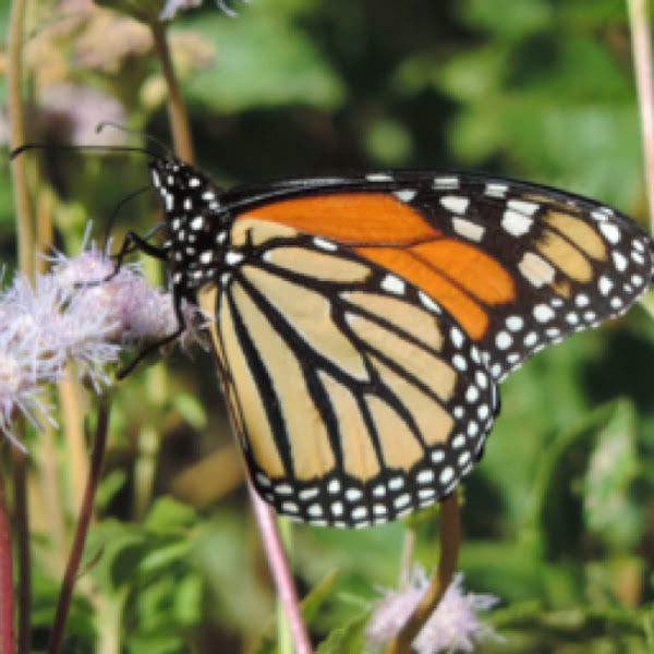 Monarch | Project Noah