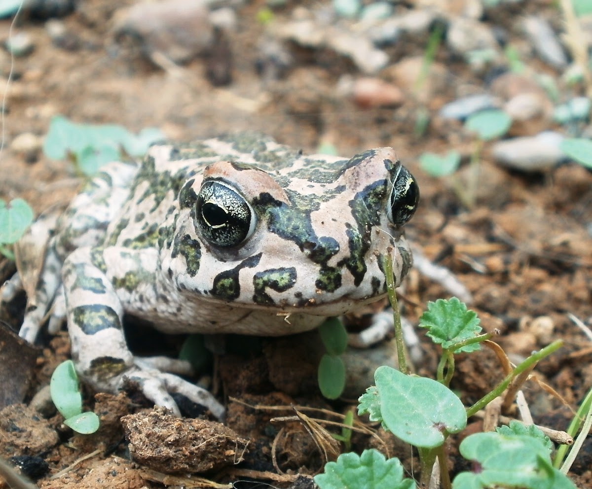 European Green Toad - poss. Variable toad | Project Noah