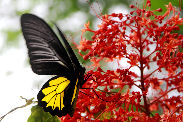 Southern Bird Wing (Male) | Project Noah