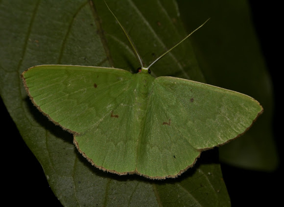 Geometer Moth | Project Noah