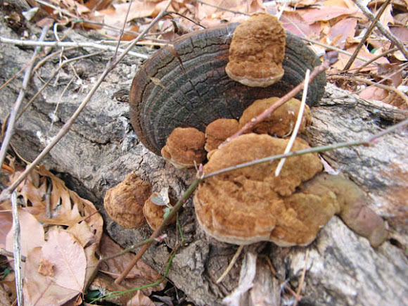 Cracked-cap polypore mushroom | Project Noah