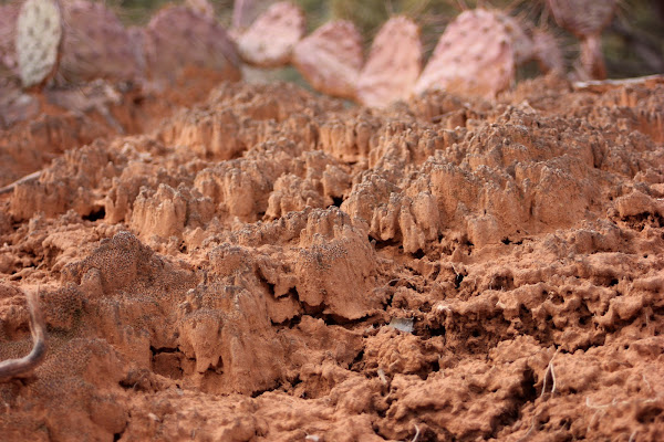 Cryptobiotic Soil | Project Noah