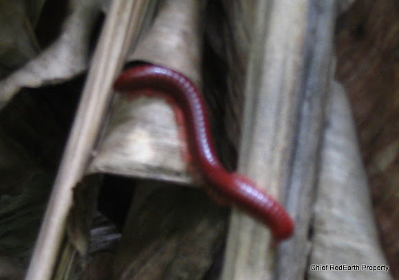 Millipede | Project Noah