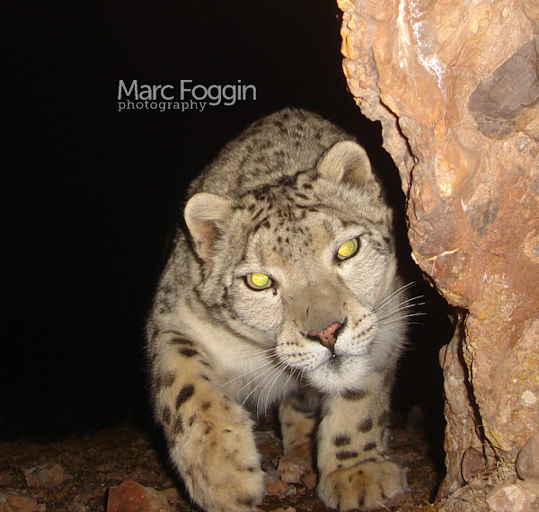 Snow Leopard | Project Noah