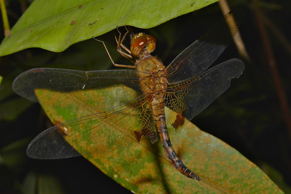 Dragonfly | Project Noah