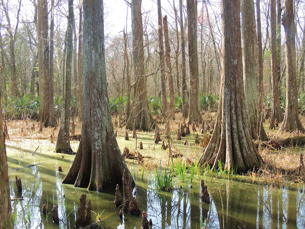 Bald Cypress trees | Project Noah