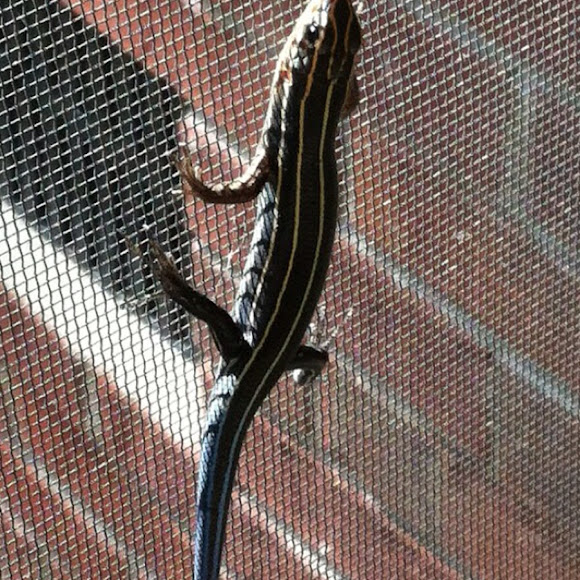 Southeastern Five-lined / Five-lined / Broadhead Skink | Project Noah