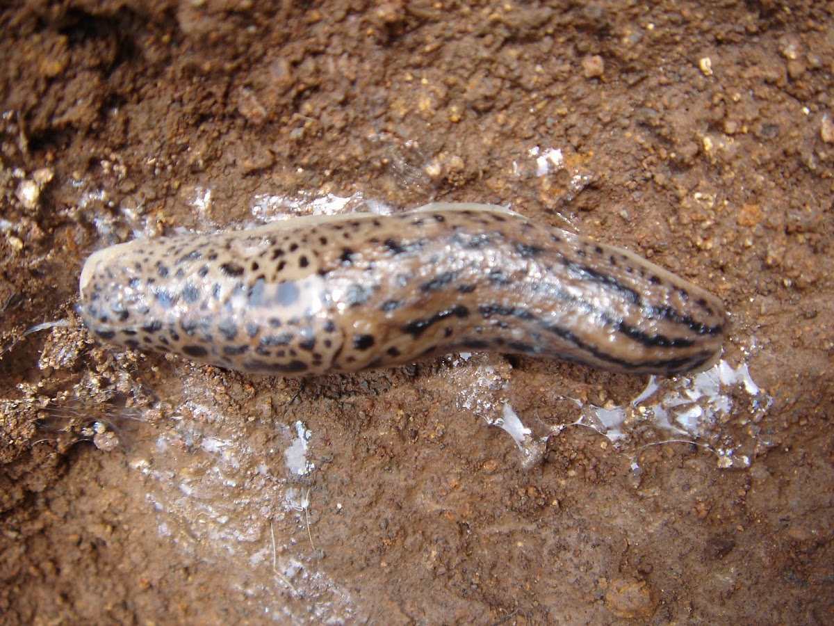 leopard slug | Project Noah