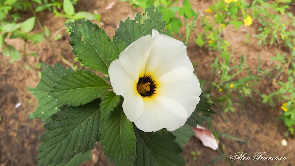 Xanana / Chanana (Turnera ulmifolia L.) | Project Noah