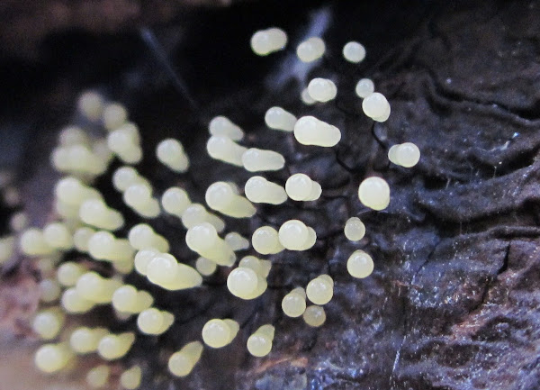 comatricha nigra | Project Noah