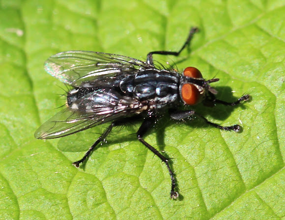 black fly | Project Noah