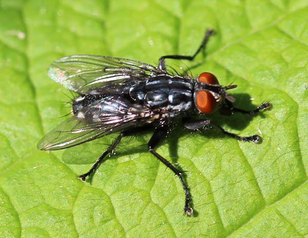 black fly | Project Noah