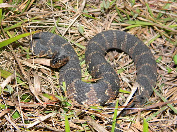 Florida Banded Water Snake | Project Noah
