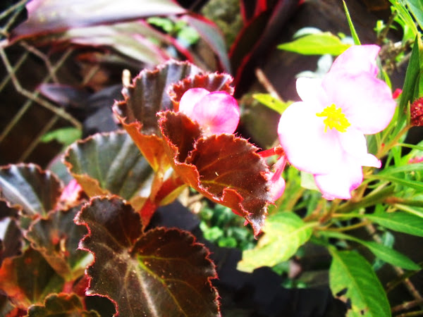 Begonia | Project Noah