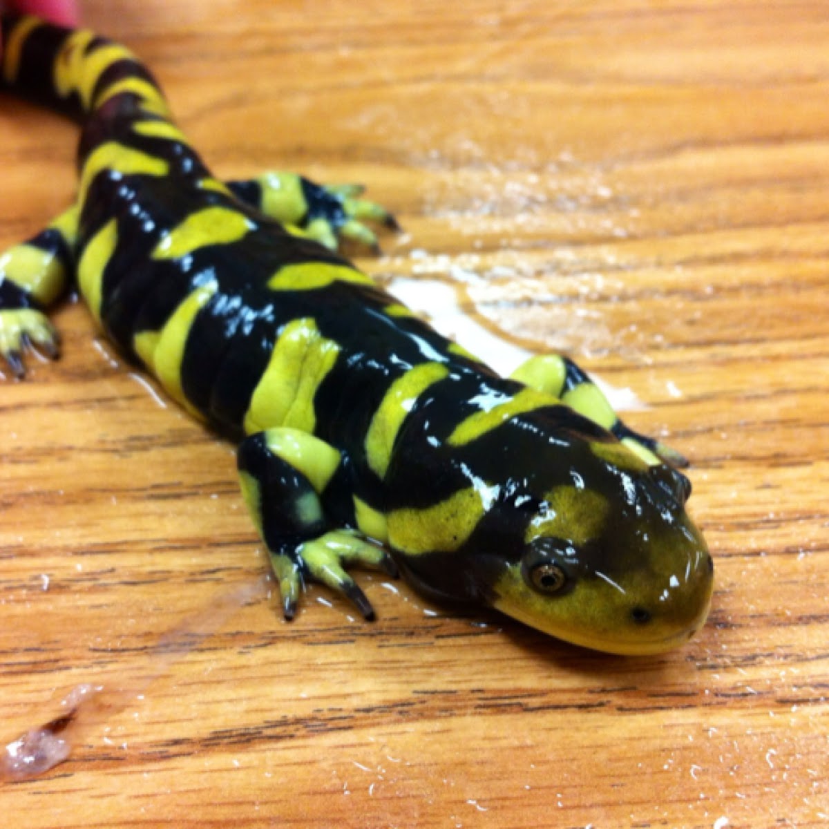 Tiger Salamander | Project Noah